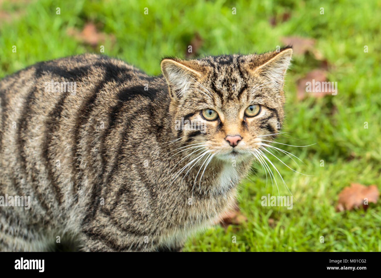 Native scottish wildcat hi-res stock photography and images - Alamy