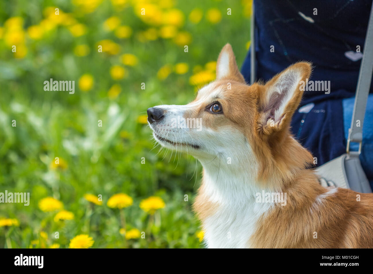 Beautiful Welsh Corgi dog portrait in profile on a green background ...