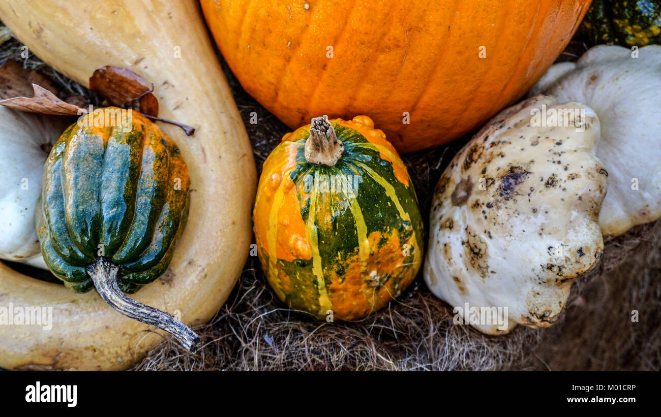 Pumpkins and squashes in winter 7 Stock Photo - Alamy