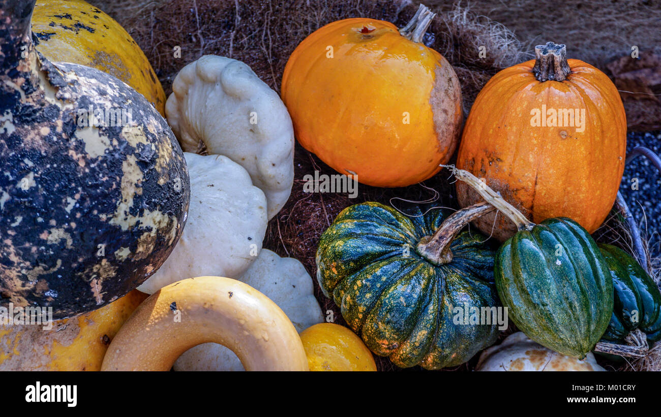 Pumpkins and squashes in winter 8 Stock Photo - Alamy