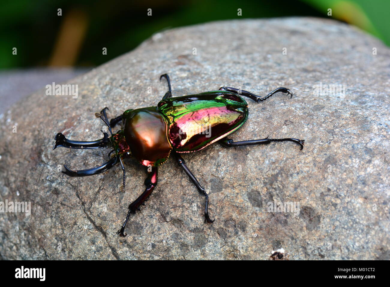 Rainbow butterfly hi-res stock photography and images - Alamy