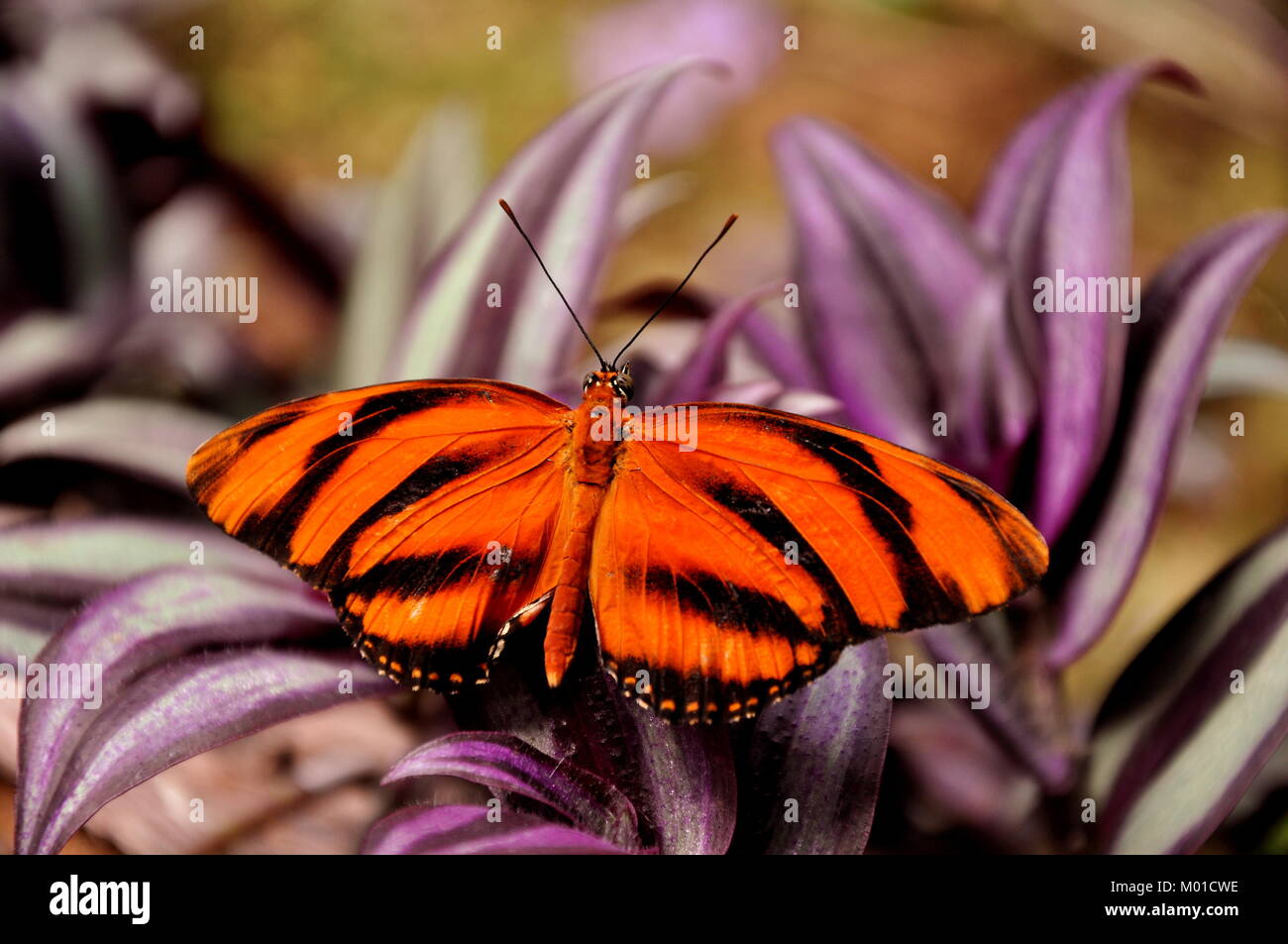 A pretty Tiger long wing butterfly lands in the gardens for a visit ...