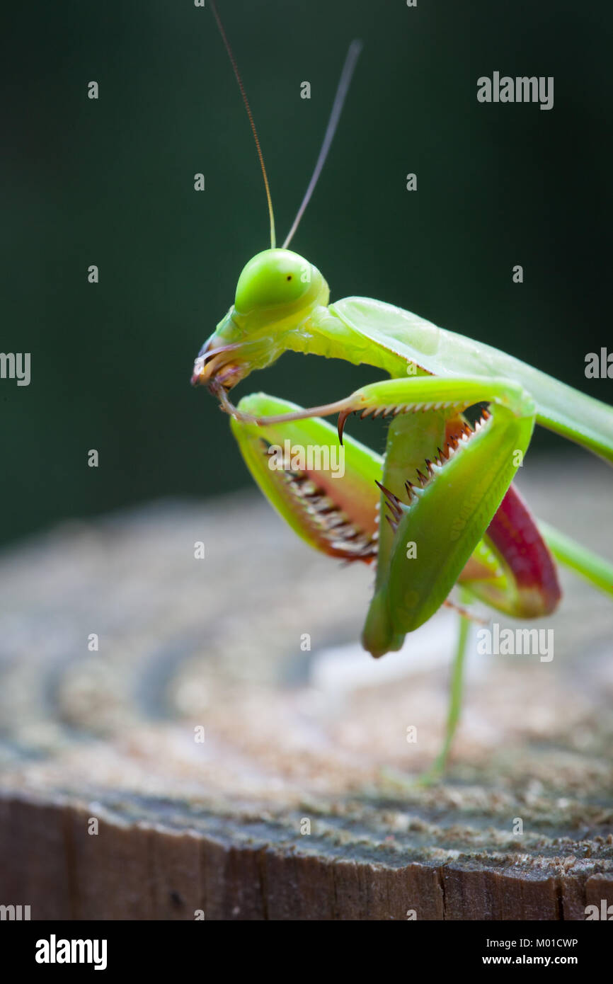 Giant Rainforest Mantid (Hierodula majuscula) juvenile cleaning its ...
