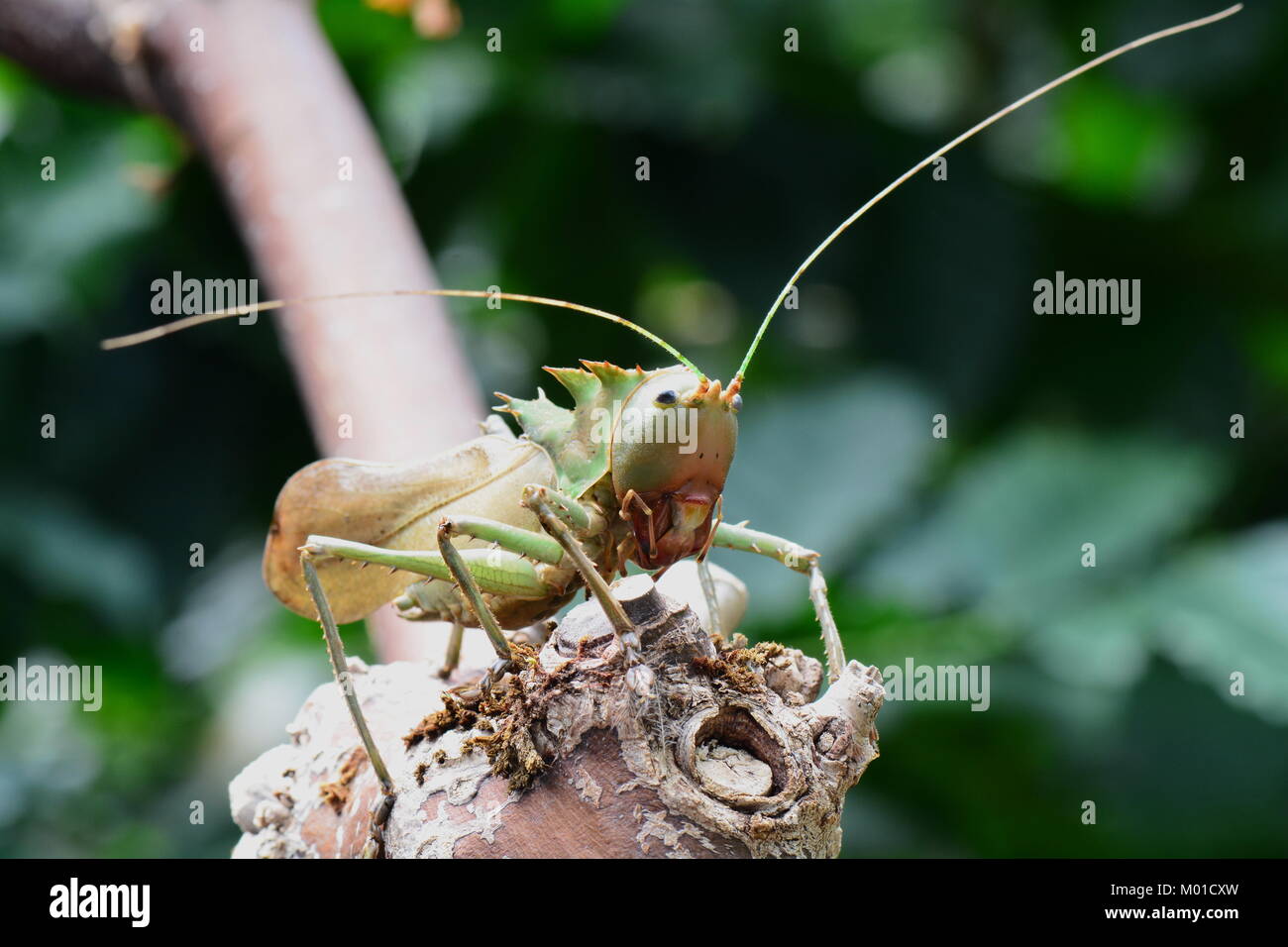 Katydid grasshopper hi-res stock photography and images - Alamy
