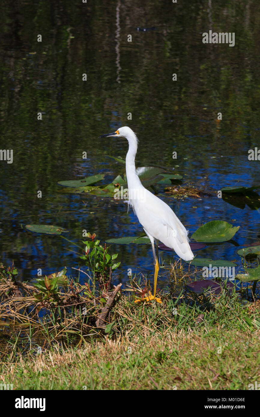 Great white egret area alba hi-res stock photography and images - Alamy