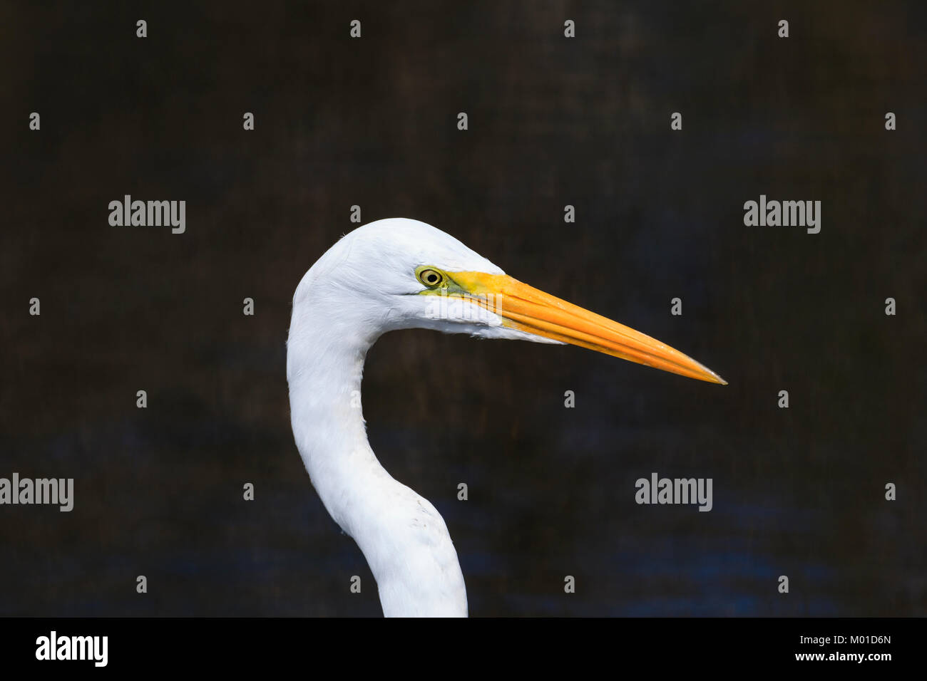 Great Egret searching for food Stock Photo - Alamy