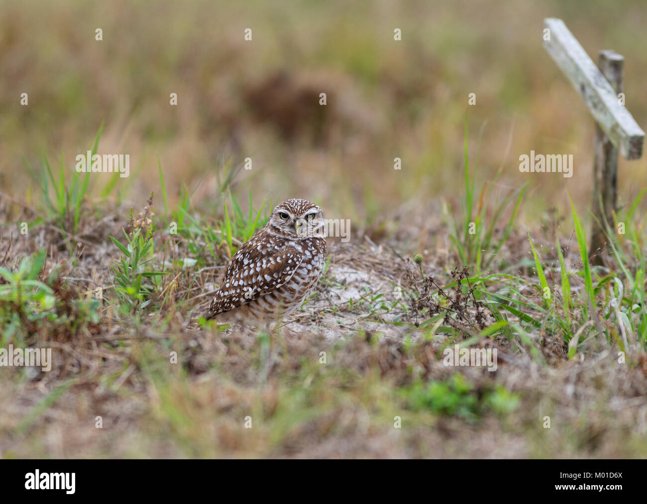 Burrowing Owl near its burrow in the grassy, sandy scrub of Florida ...