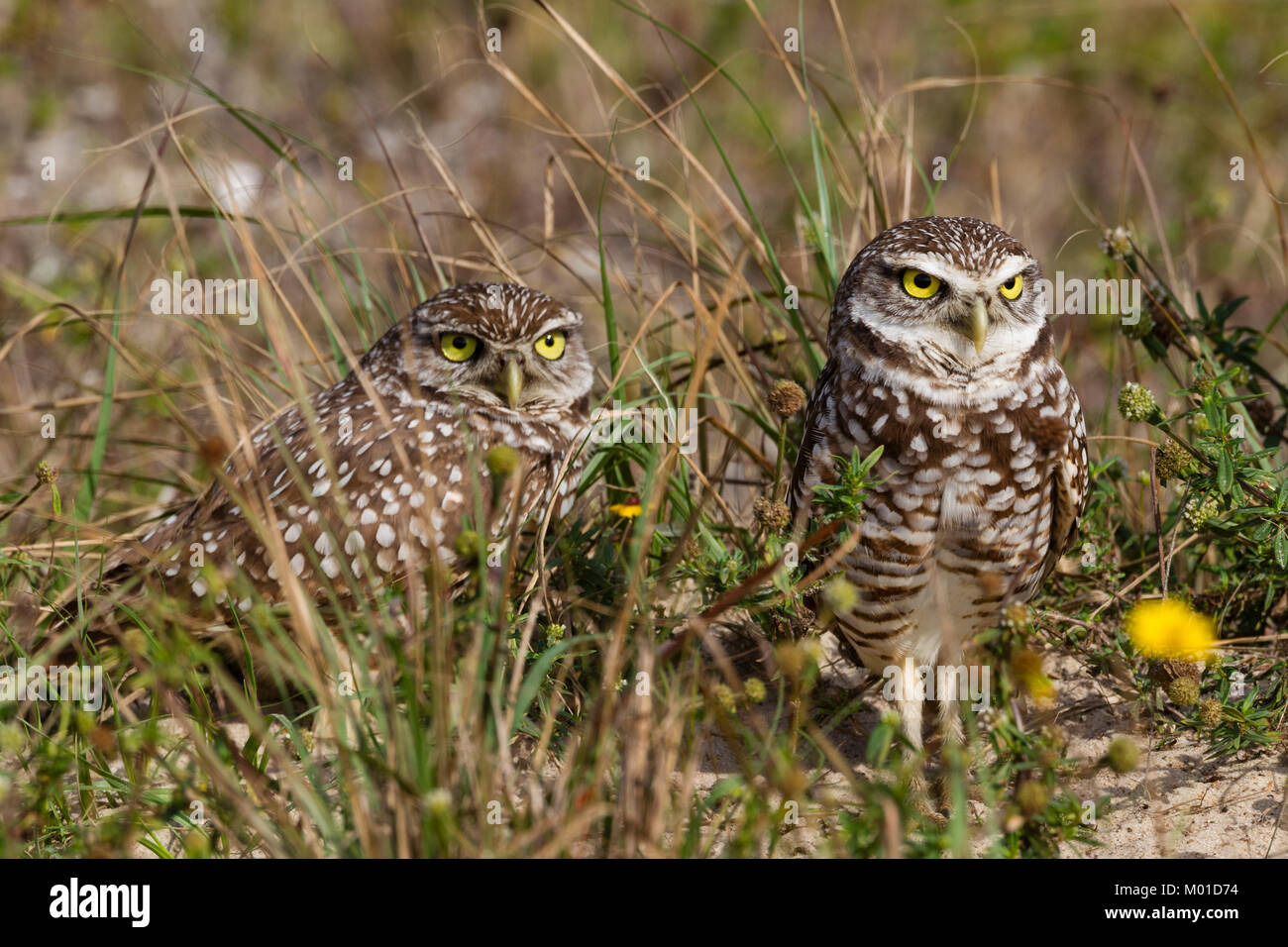 Burrowing Owl near its burrow in the grassy, sandy scrub of Florida ...