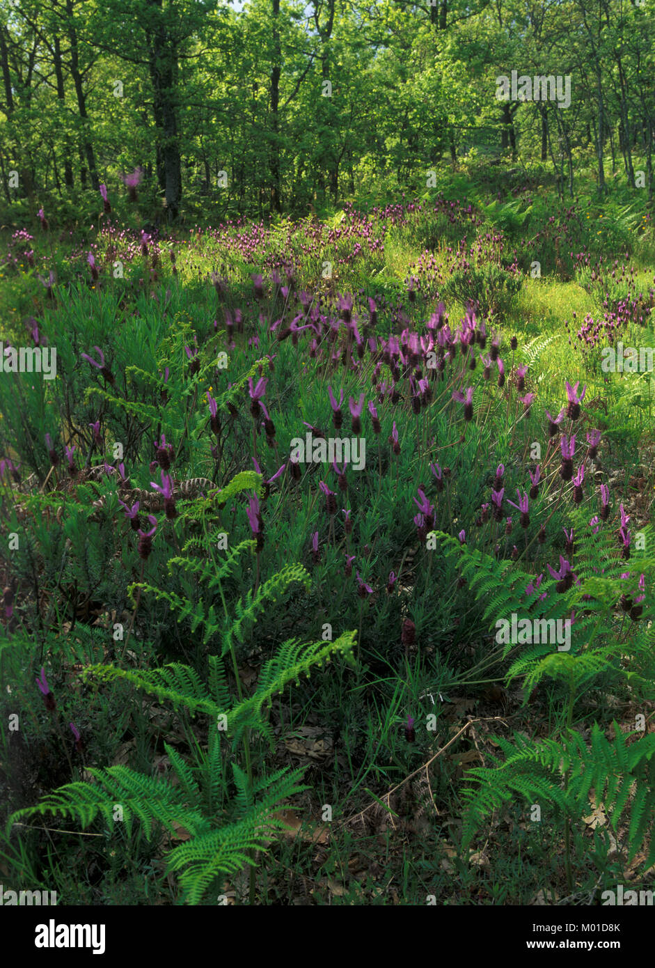 Lavander and oak forest Stock Photo - Alamy
