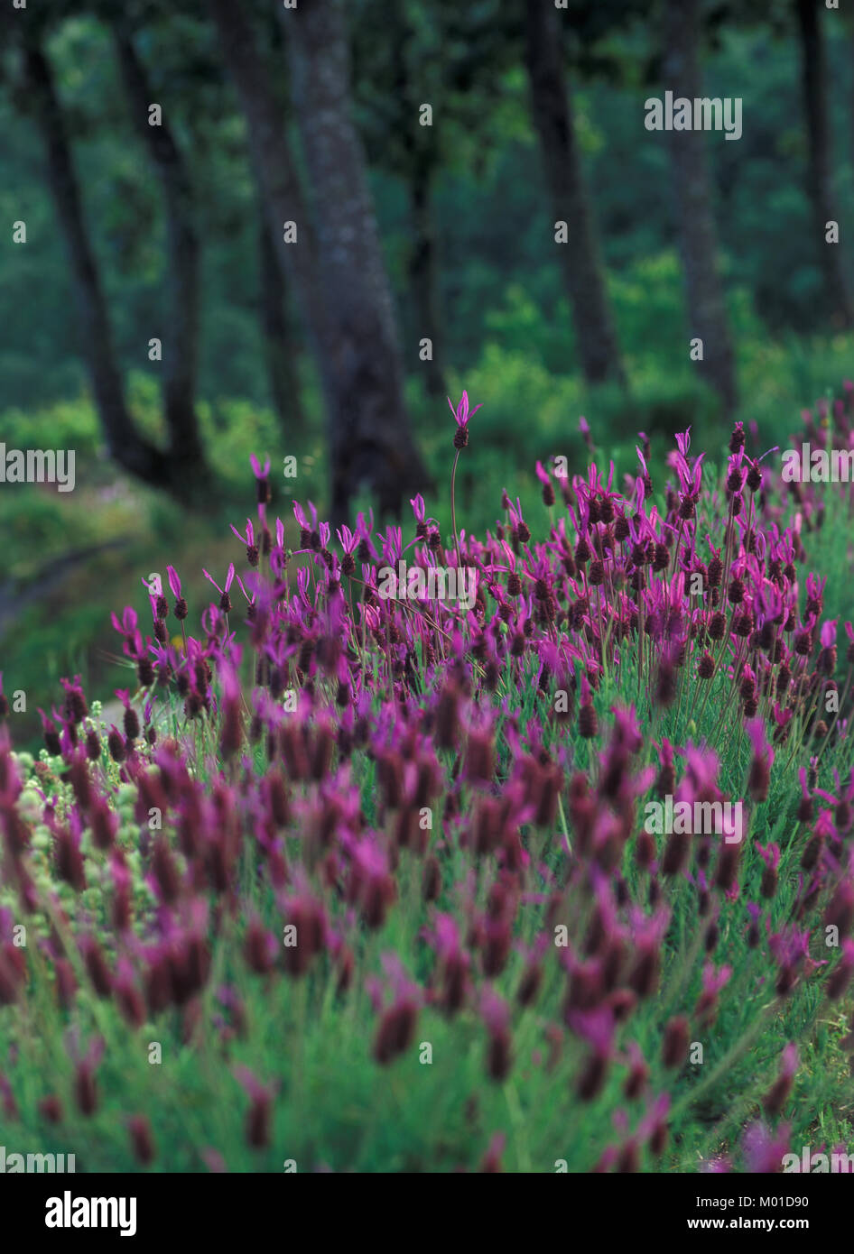 Lavander and oak forest Stock Photo - Alamy