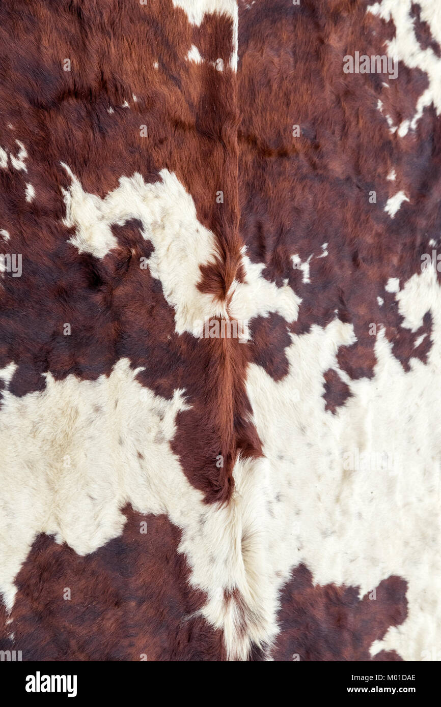 A close-up of a cowhide with natural brown and white fur pattern ...