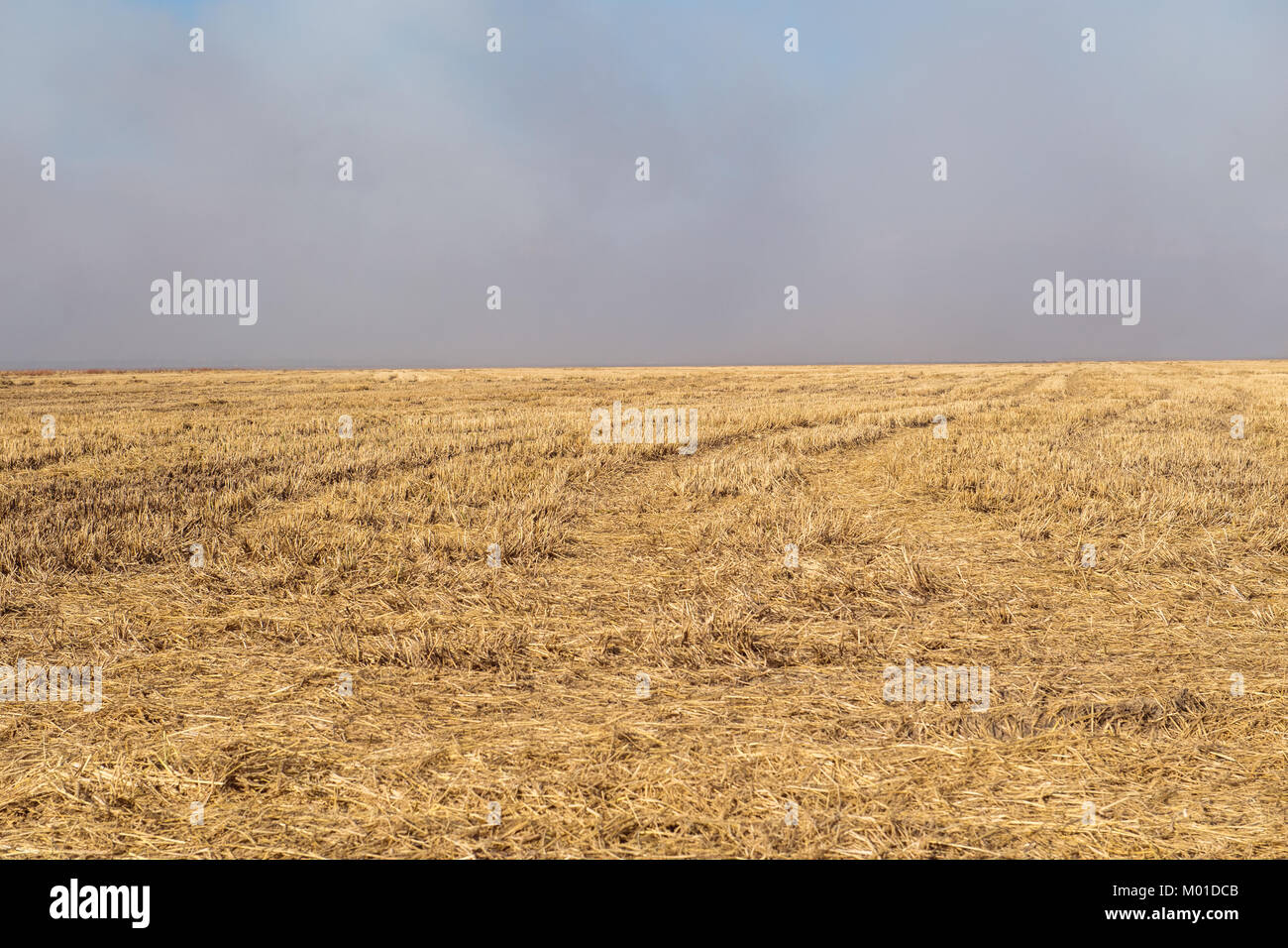 Harvested wheat field Stock Photo - Alamy