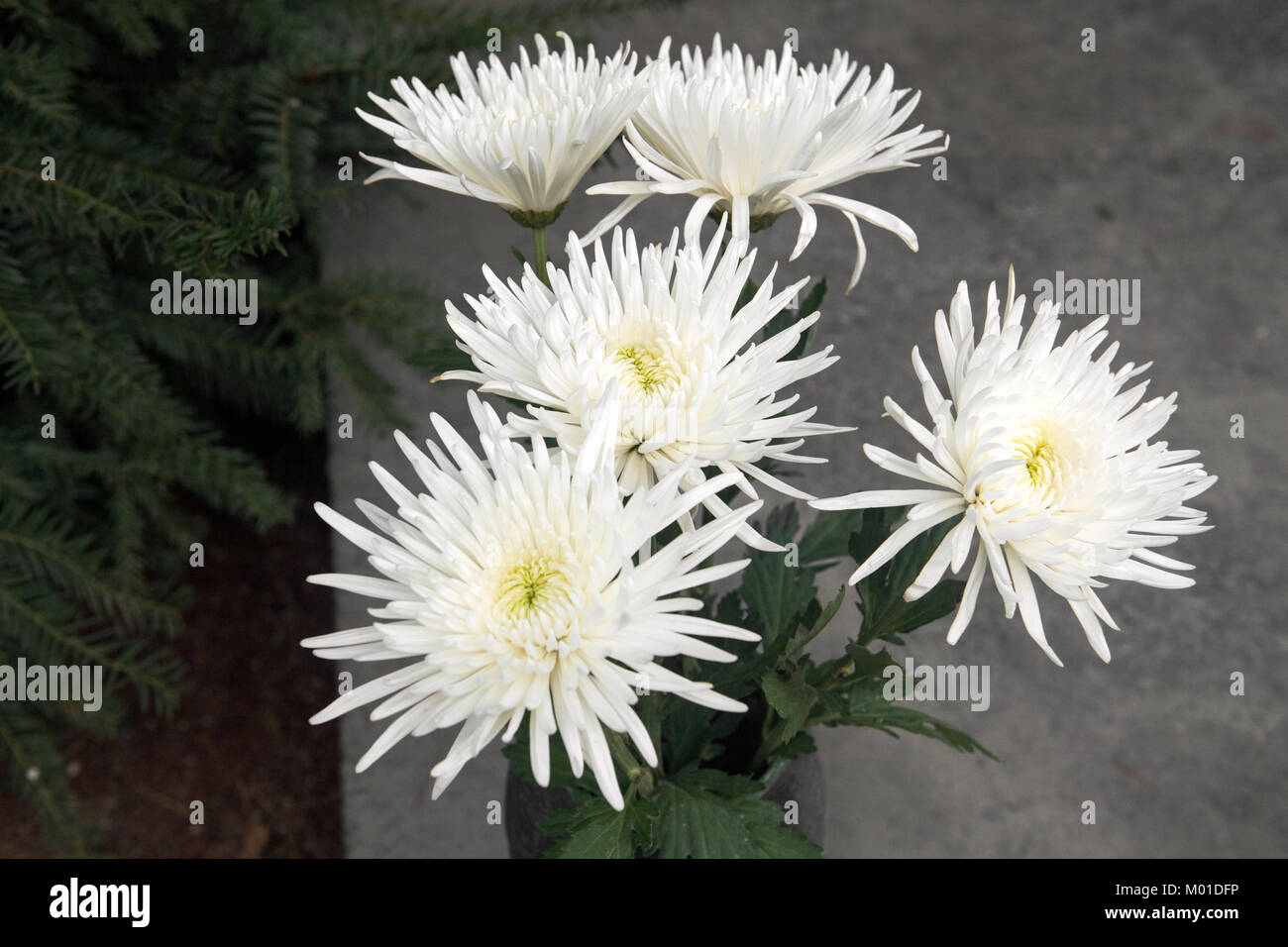 White dahlia flower in garden Stock Photo - Alamy