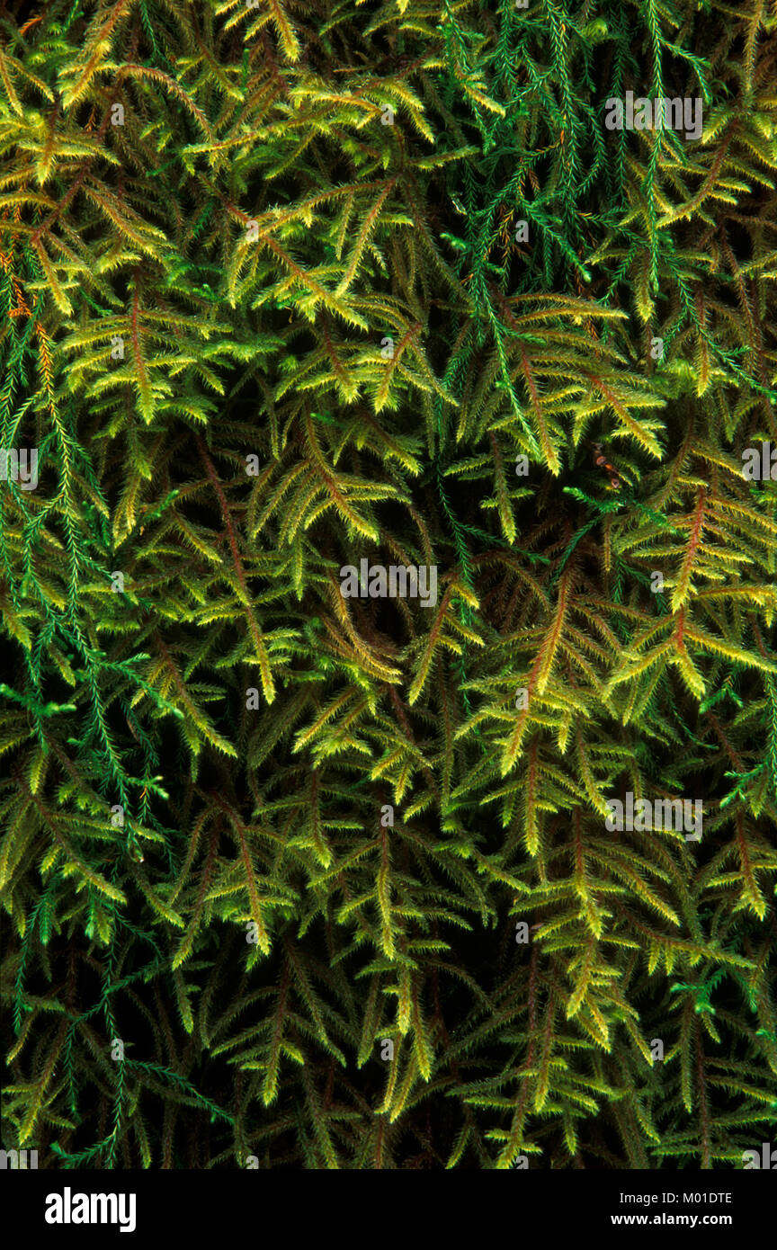 Mosses, Rainforest, Olympic National Park, Usa Stock Photo - Alamy