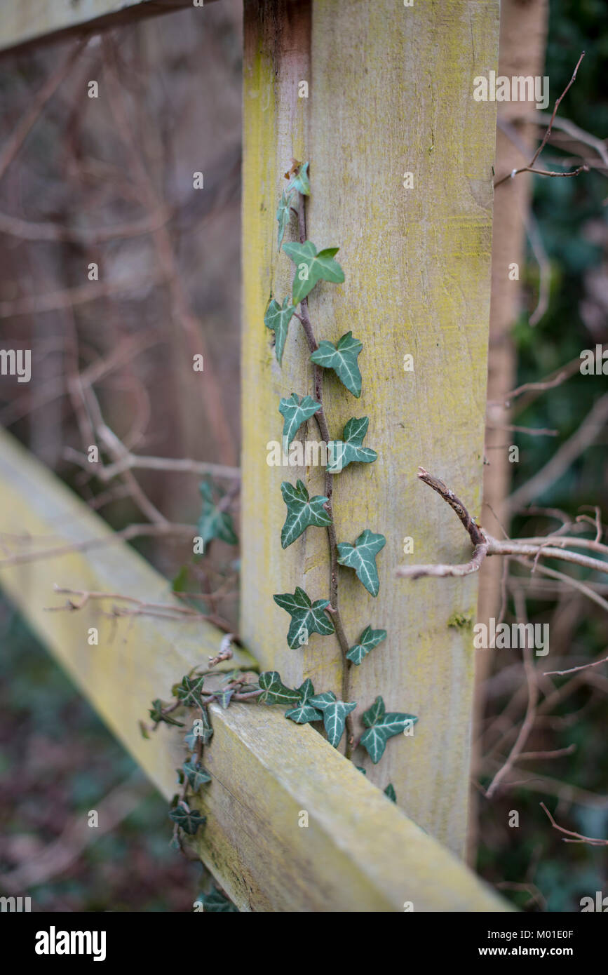 Creeping ivy on pole hi-res stock photography and images - Alamy