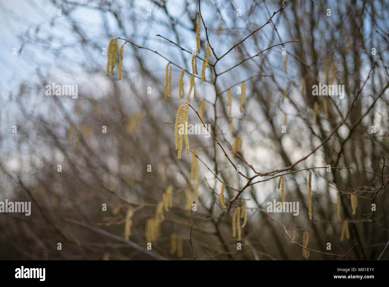 Hazel tree twig hi-res stock photography and images - Alamy
