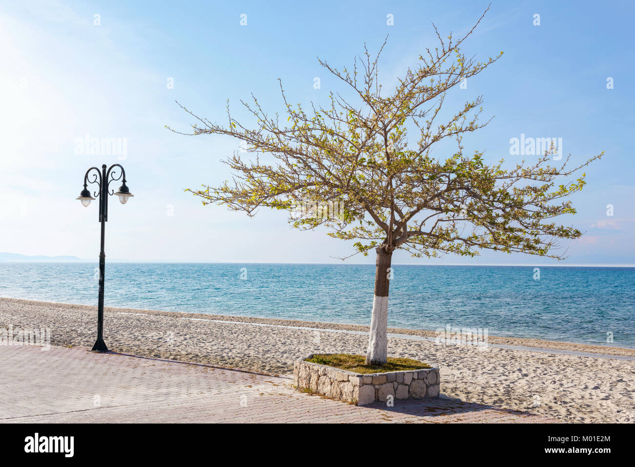 Big tree by the ocean hi-res stock photography and images - Alamy