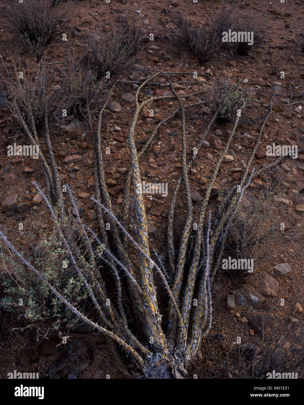 Coachwhip, Saguaro National Park, Sonora desert, Arizona, Usa Stock ...