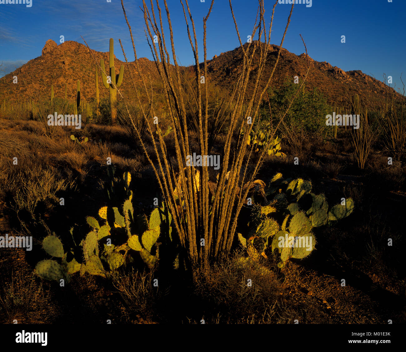 Coachwhip, Saguaro National Park, Sonora desert, Arizona, Usa Stock ...