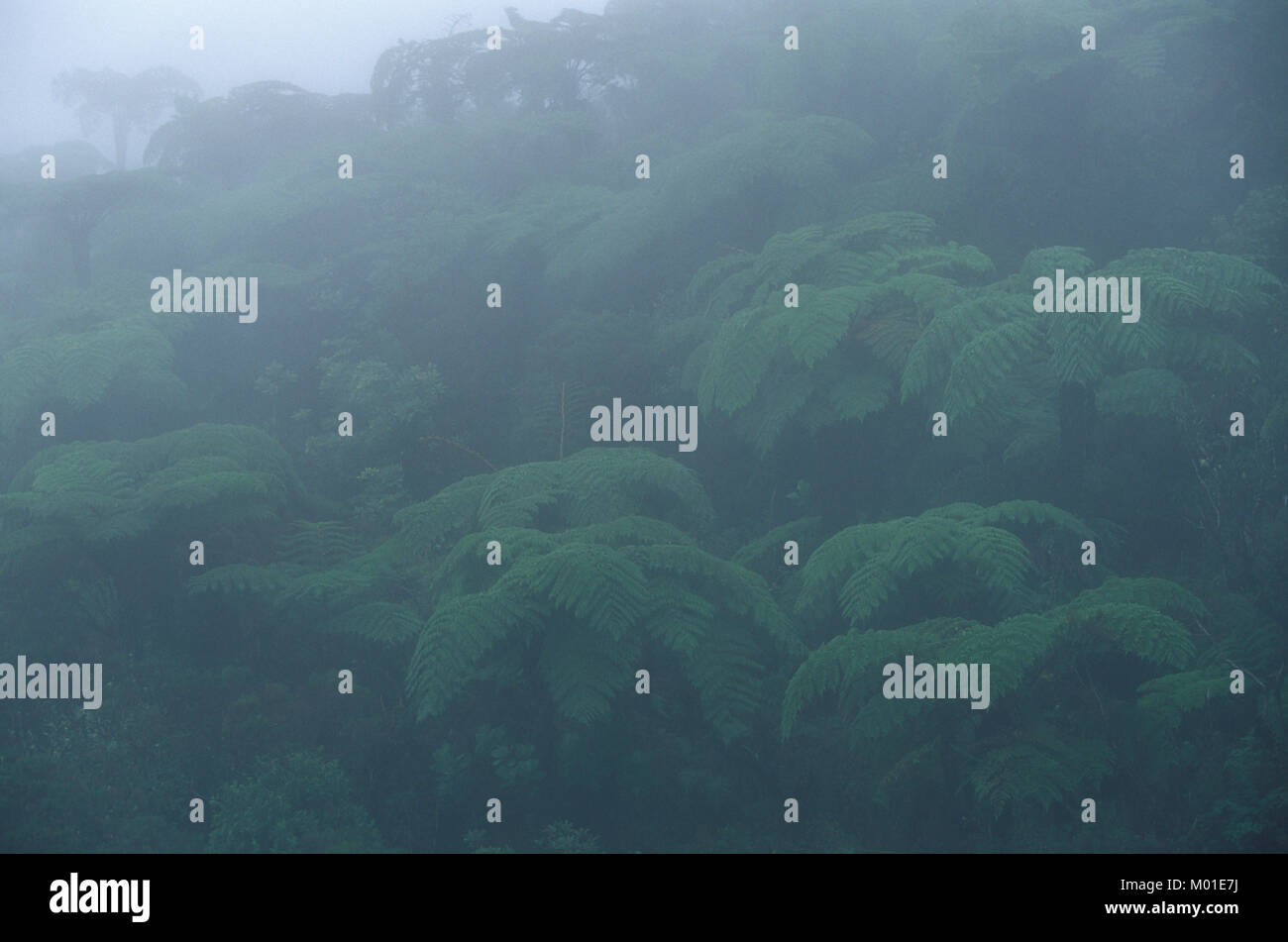 Tree ferns, Reunión island, Bellevue, Reunion island Stock Photo - Alamy