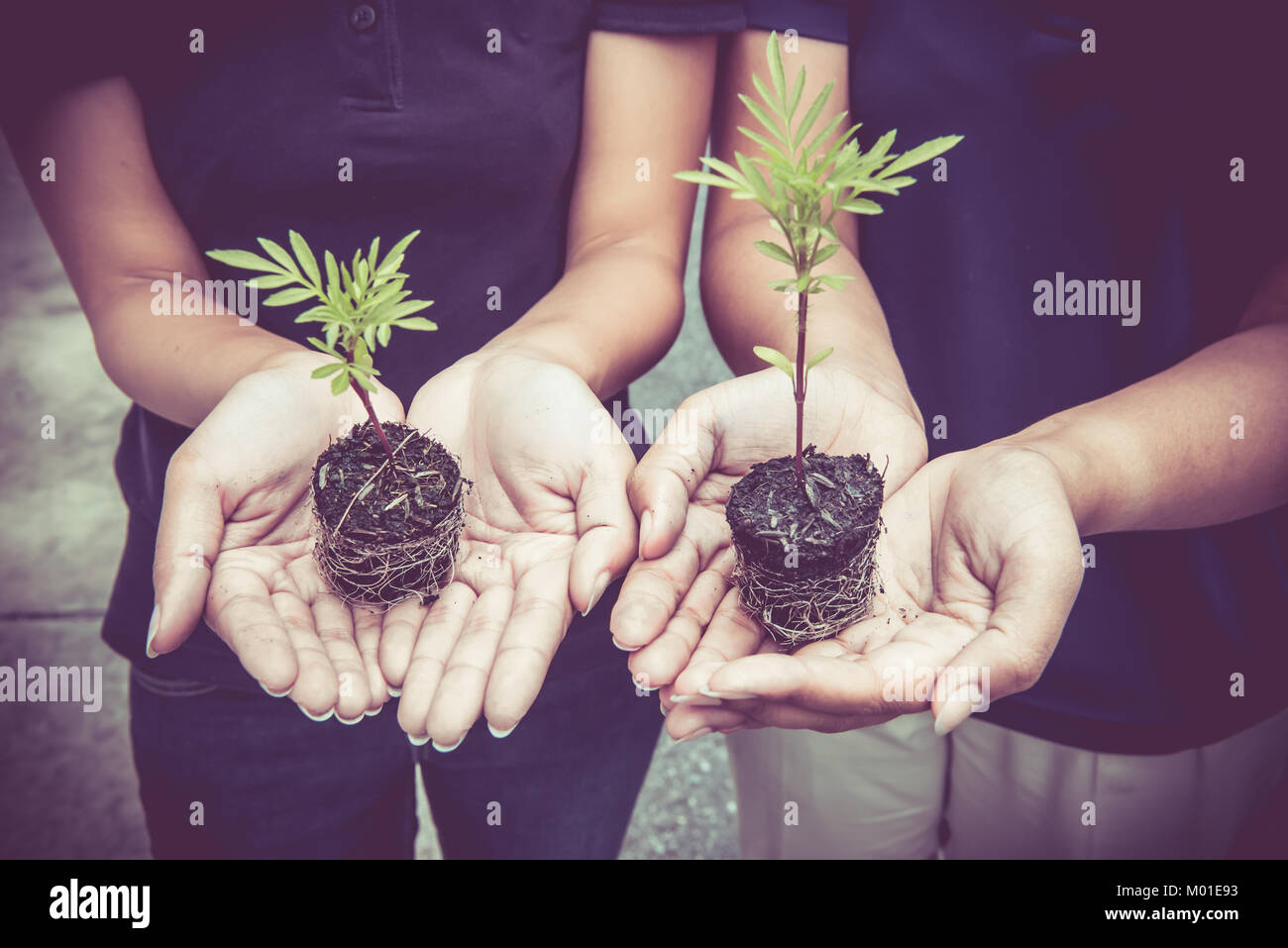 save earth save life by plant the tree, environment concept Stock Photo ...