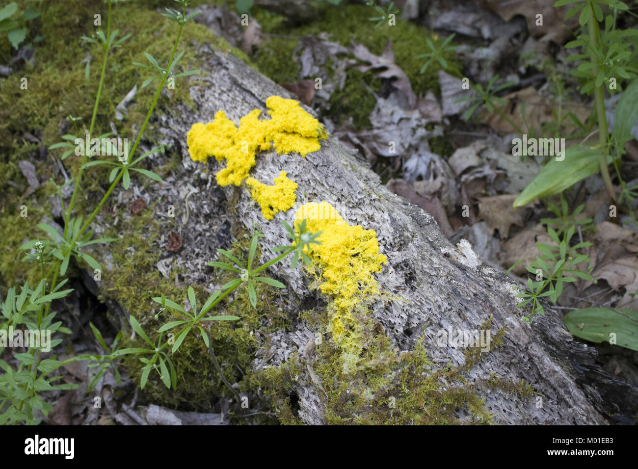 Lichen moss on park hi-res stock photography and images - Alamy