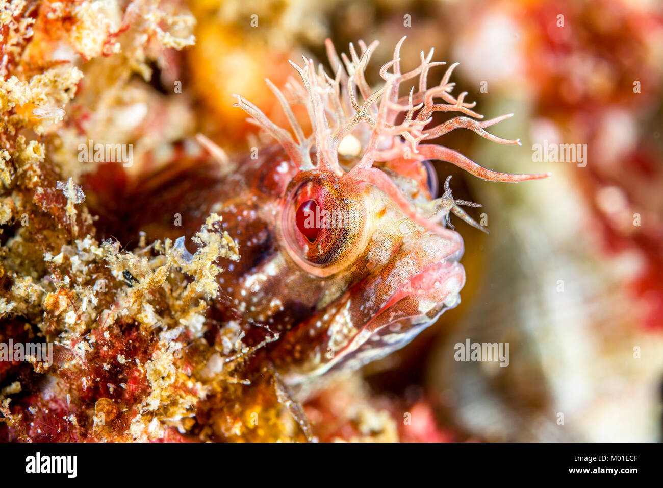 A small fringehead blenny fish peeks out of a hole on a reef in ...