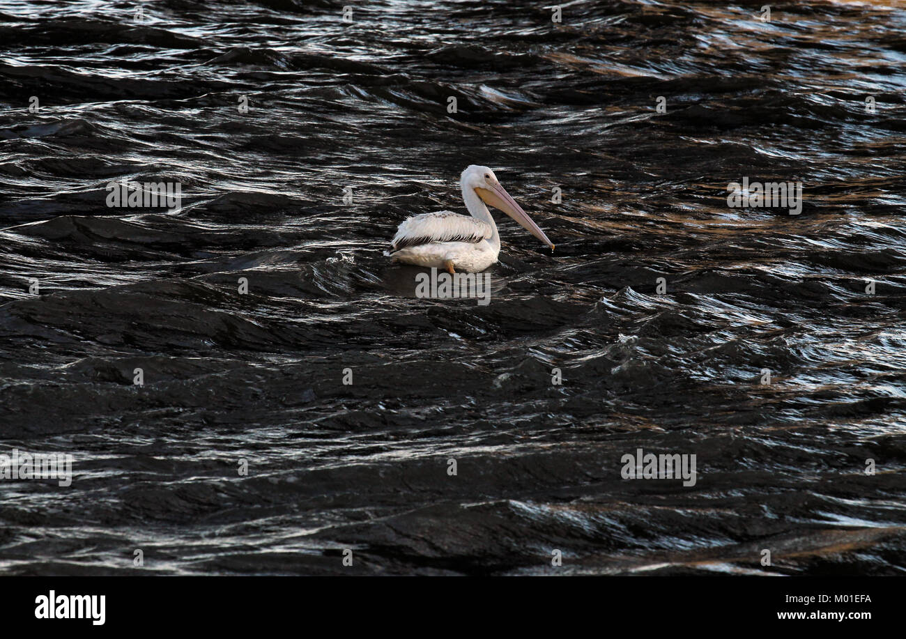 Pelican floating on the Mississippi River Stock Photo - Alamy