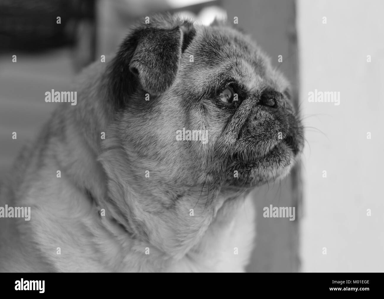 Black-and-white close-up image of an old fawn pug Stock Photo - Alamy