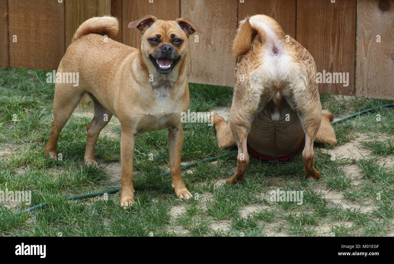 Two puggles, one facing the camera and the other facing away from it ...