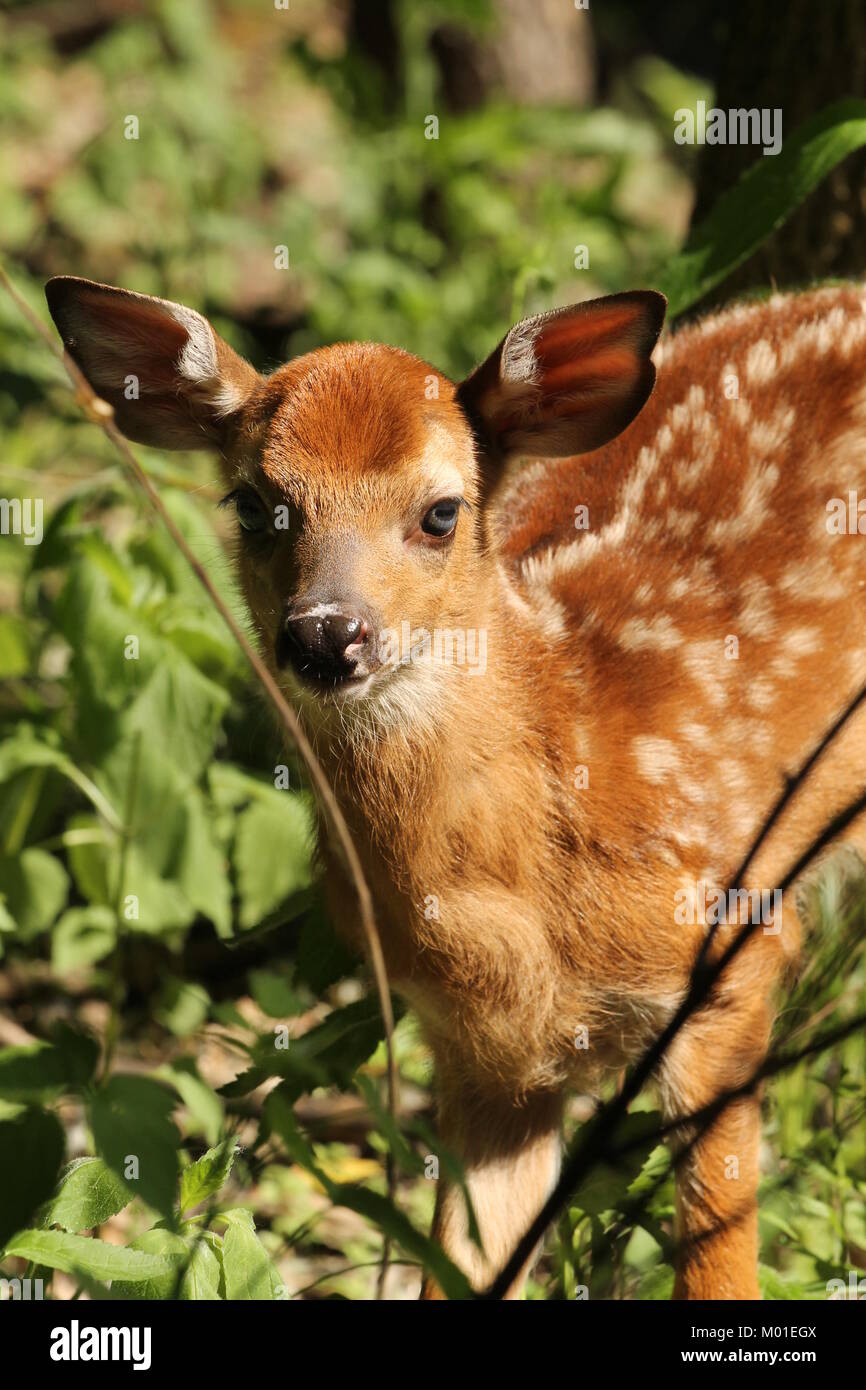 Deer fawn in forest Stock Photo - Alamy