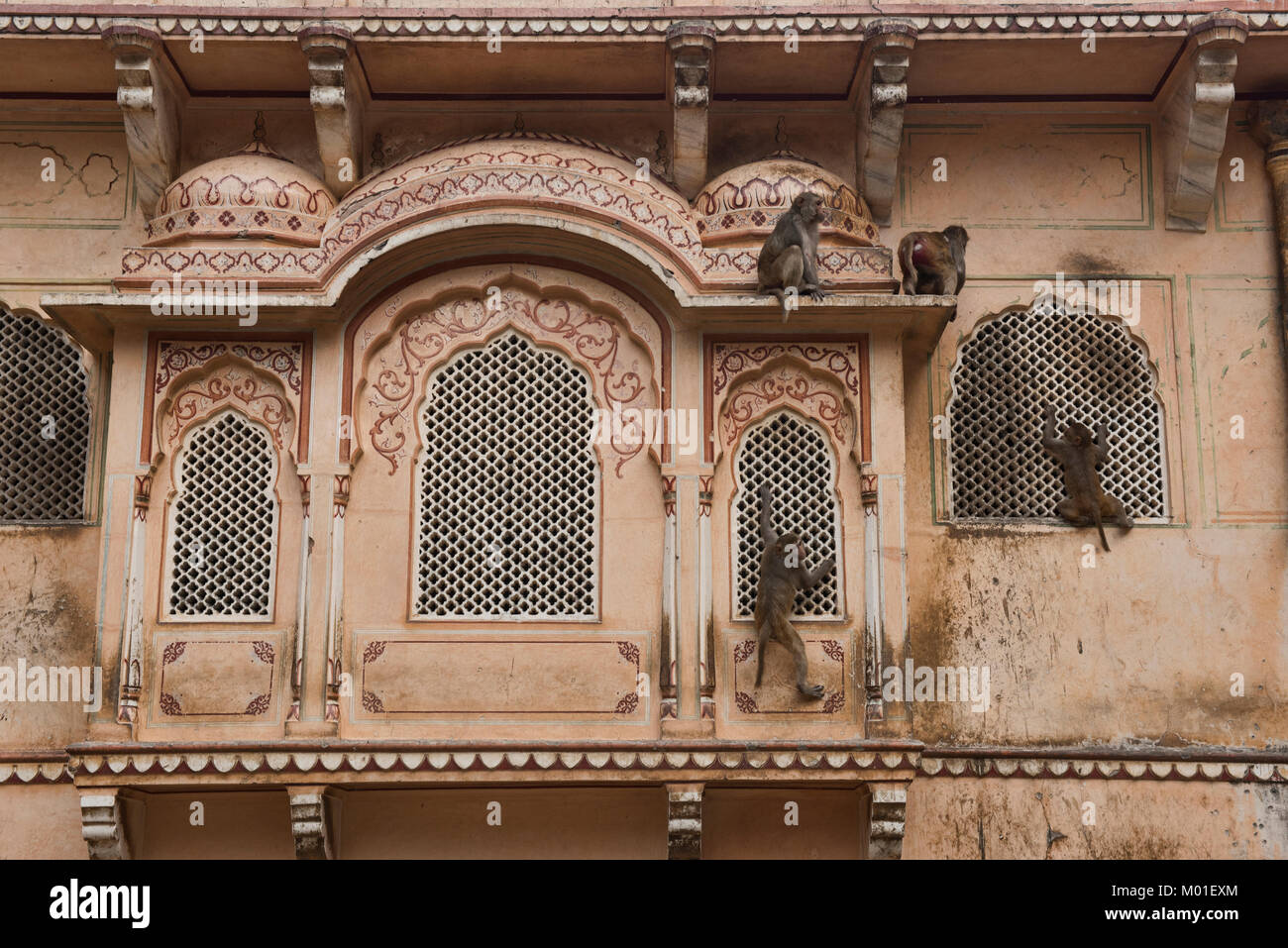 Monkeys in the windows at the ancient Galtaji Monkey Temple, Jaipur ...
