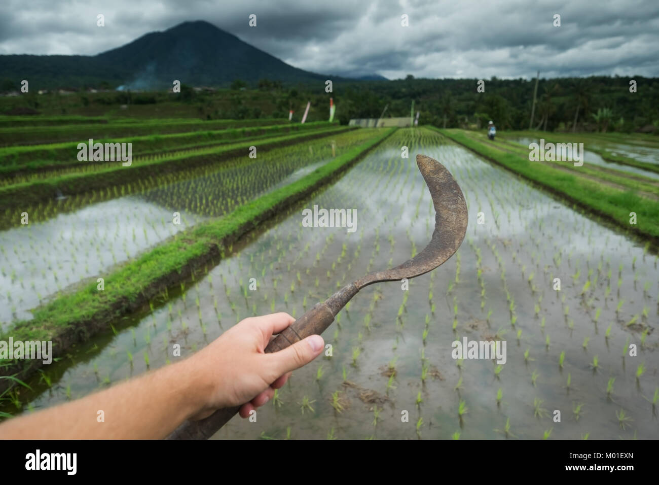 A man's hand with a sickle for picking rice on a rice terrace Stock ...