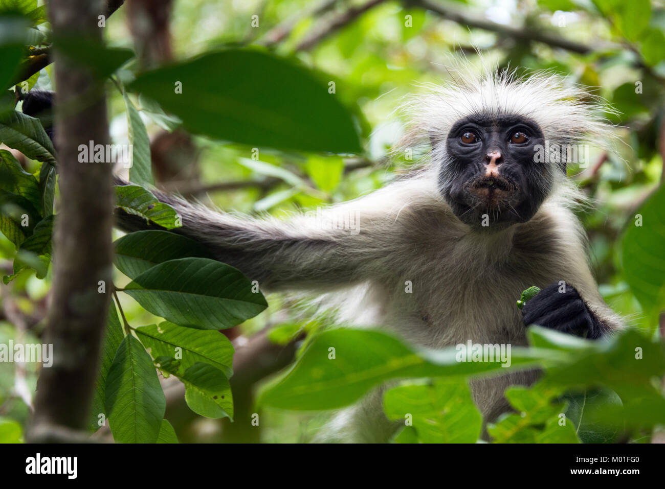 Endangered Zanzibar red colobus monkey (Procolobus kirkii), Jozani ...