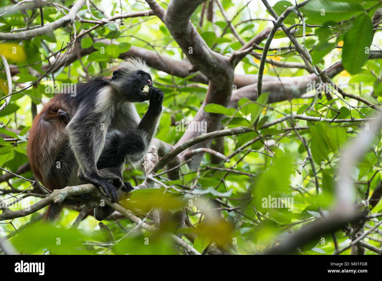 Endangered Zanzibar red colobus monkey (Procolobus kirkii), Jozani ...