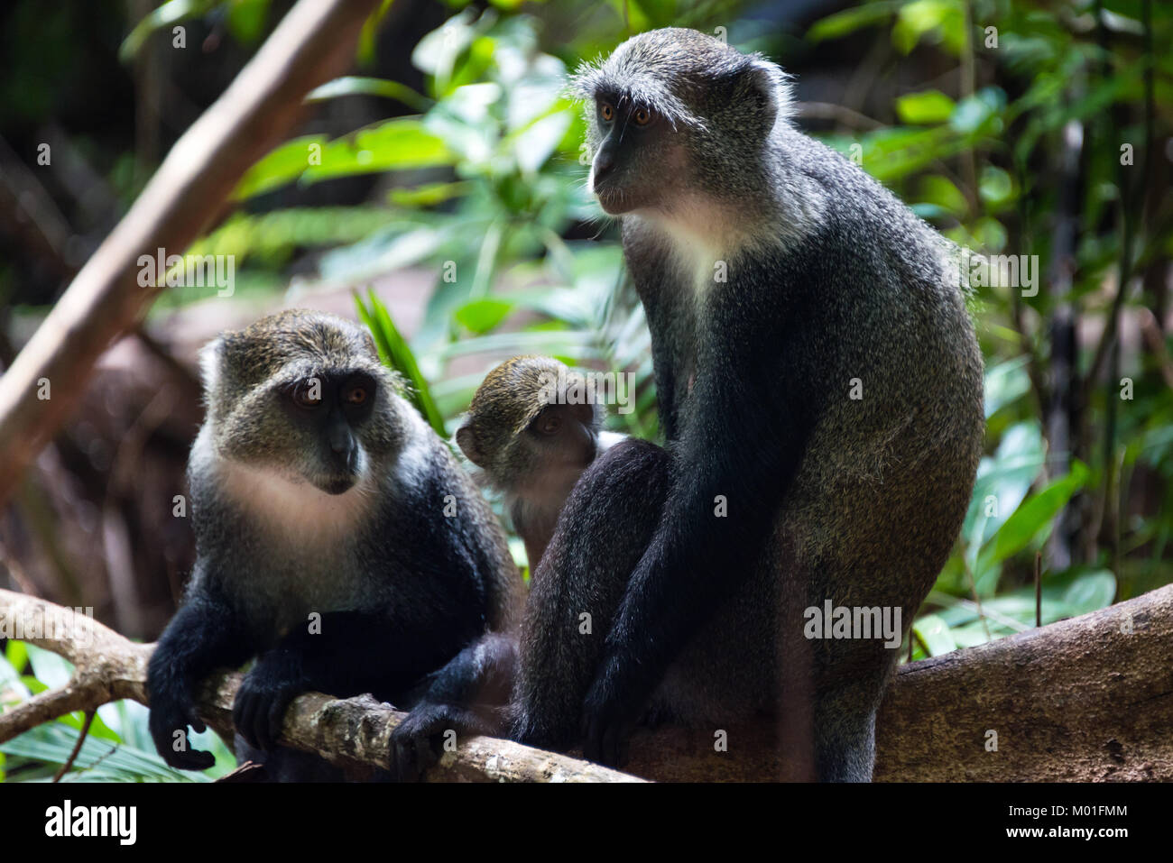 Family of gray monkeys, Jozani Forest National Park, Zanzibar island ...
