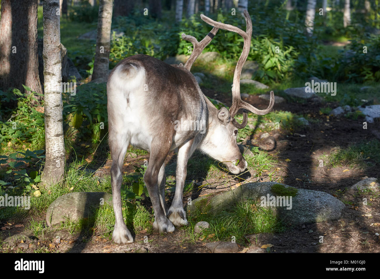 Wild reindeer in the forest. Animal background. Finland. Horizontal ...