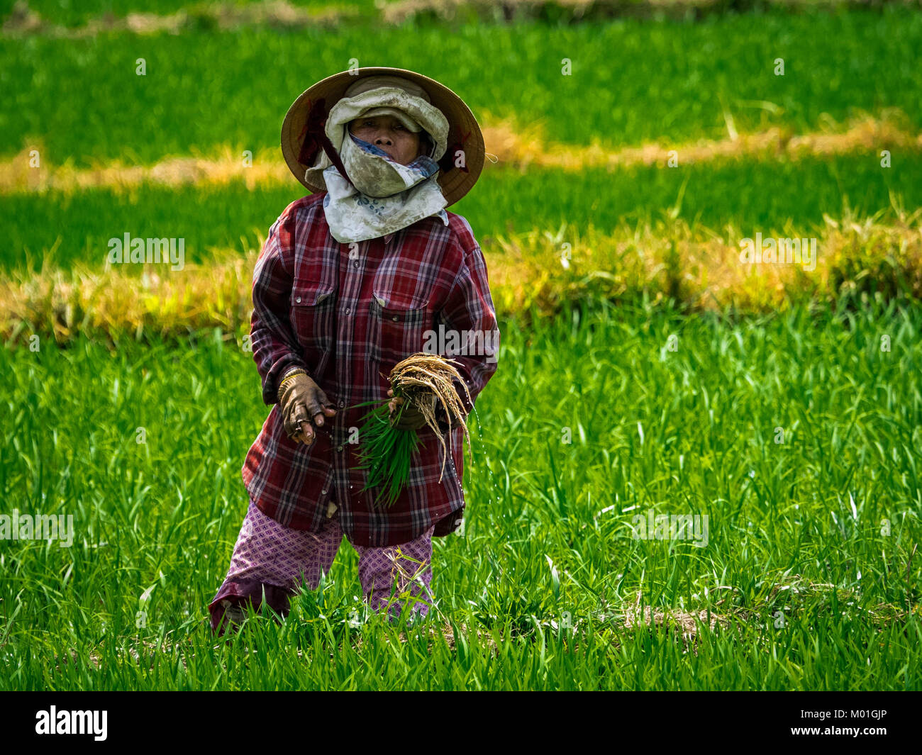 Rice pickers in Hoi An Stock Photo - Alamy