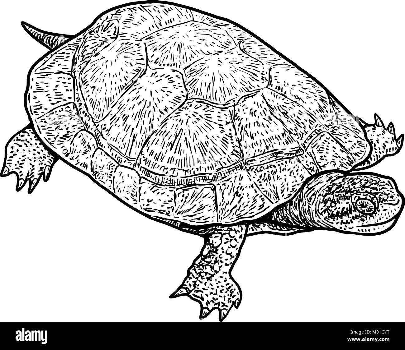 Old turtle vector hi-res stock photography and images - Alamy