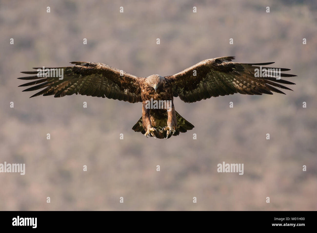 Rock eagle with wide wings spread. A protected bird species flying ...