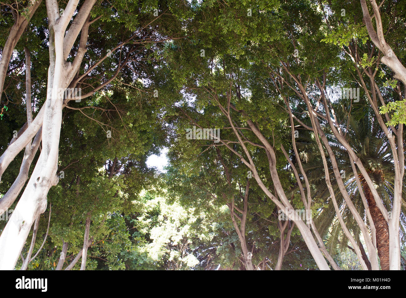 Trees shot from below, perspective Stock Photo - Alamy
