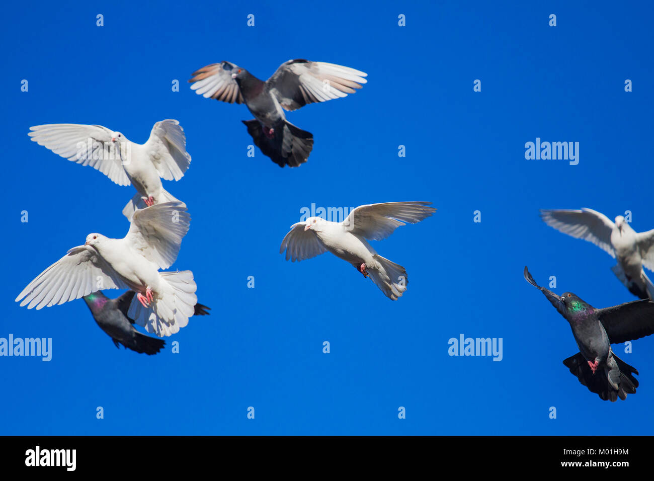 Post pigeons fly on a blue sky Stock Photo - Alamy