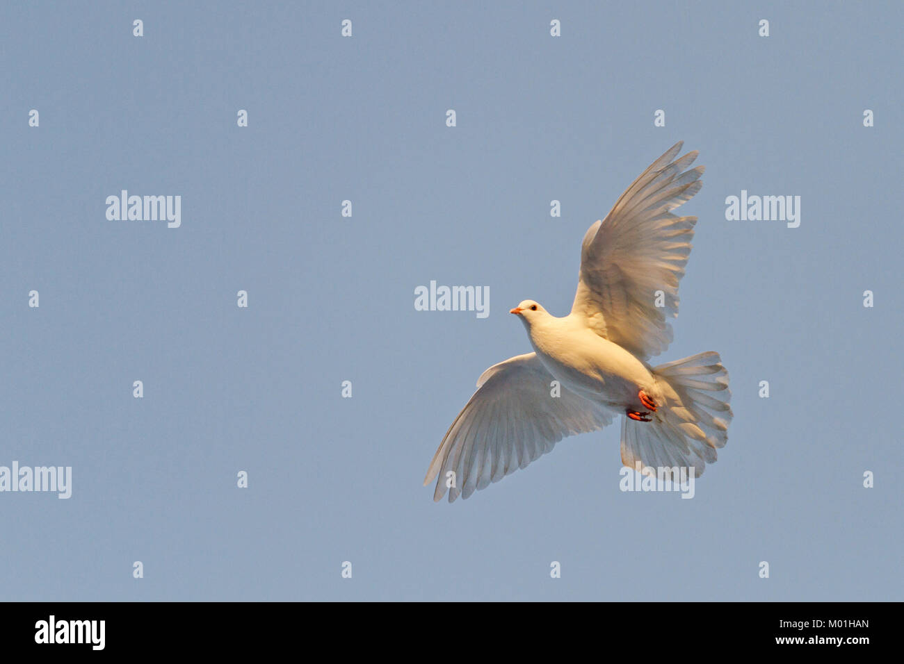 White dove in beautiful hi-res stock photography and images - Alamy