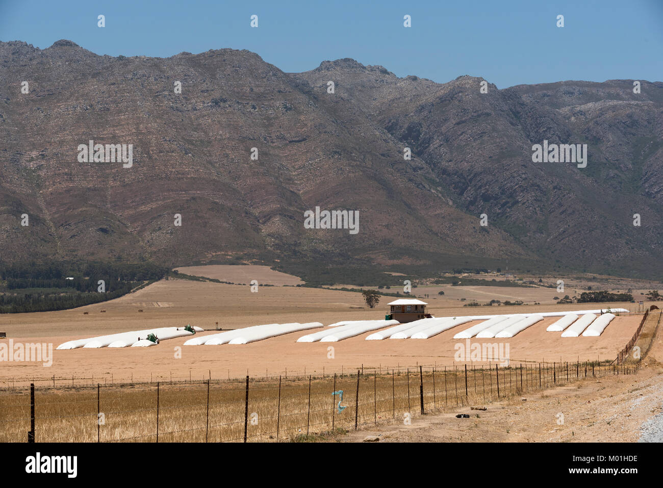Swartland region of the Western Cape South Africa. December 2017. Long ...