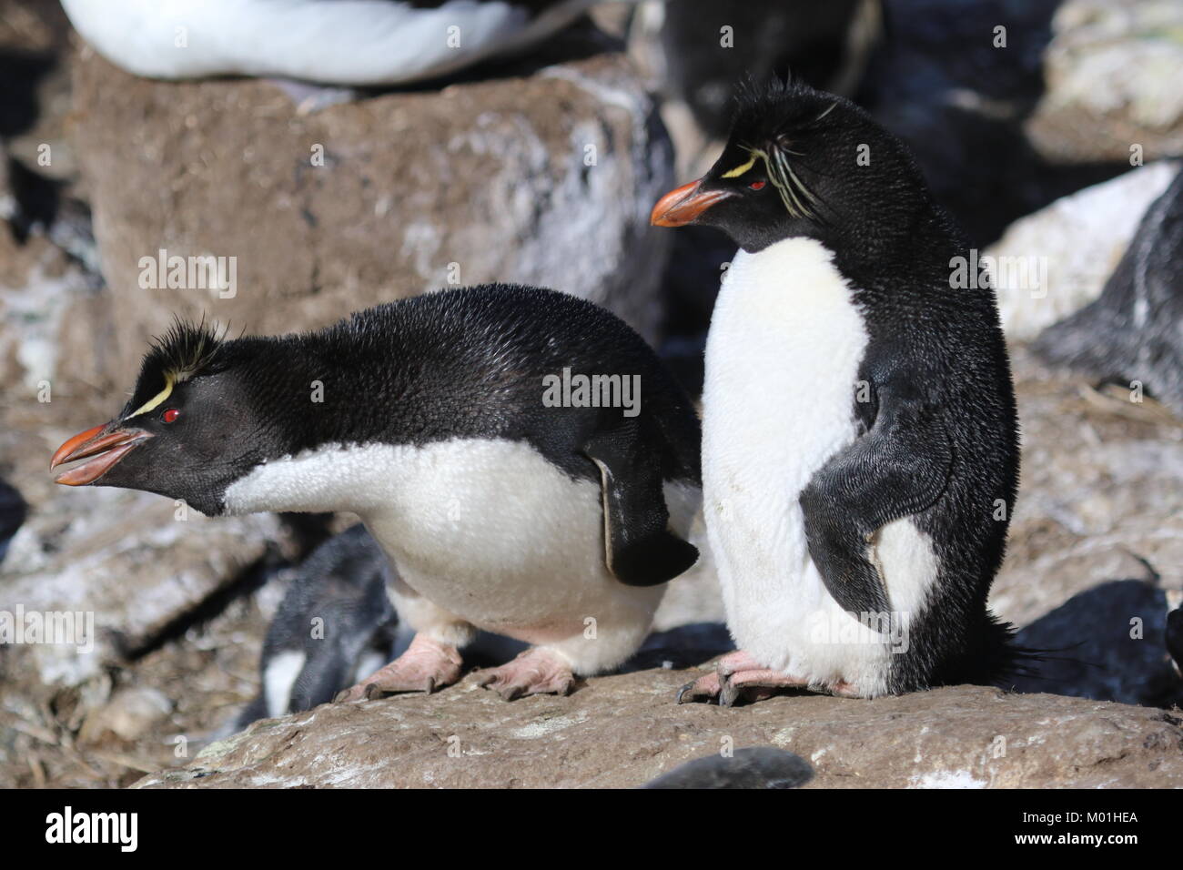 Falkland Island penguins Stock Photo - Alamy
