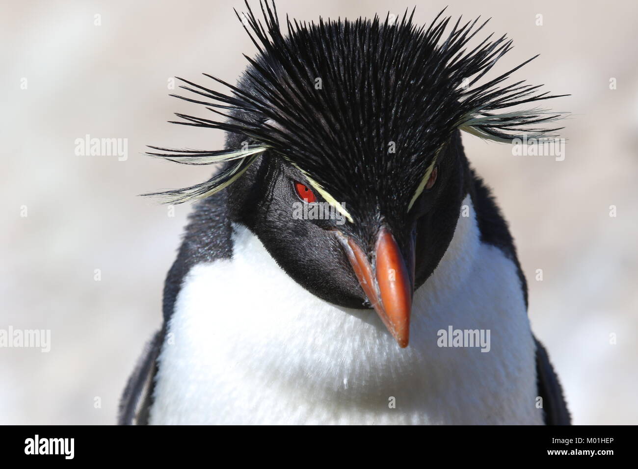 Falkland Island penguins Stock Photo - Alamy