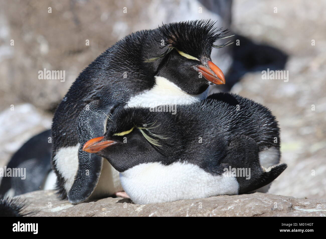 Falkland Island penguins Stock Photo - Alamy