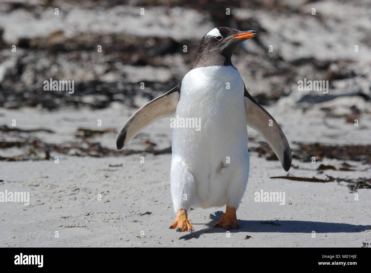 Falkland Island penguins Stock Photo - Alamy