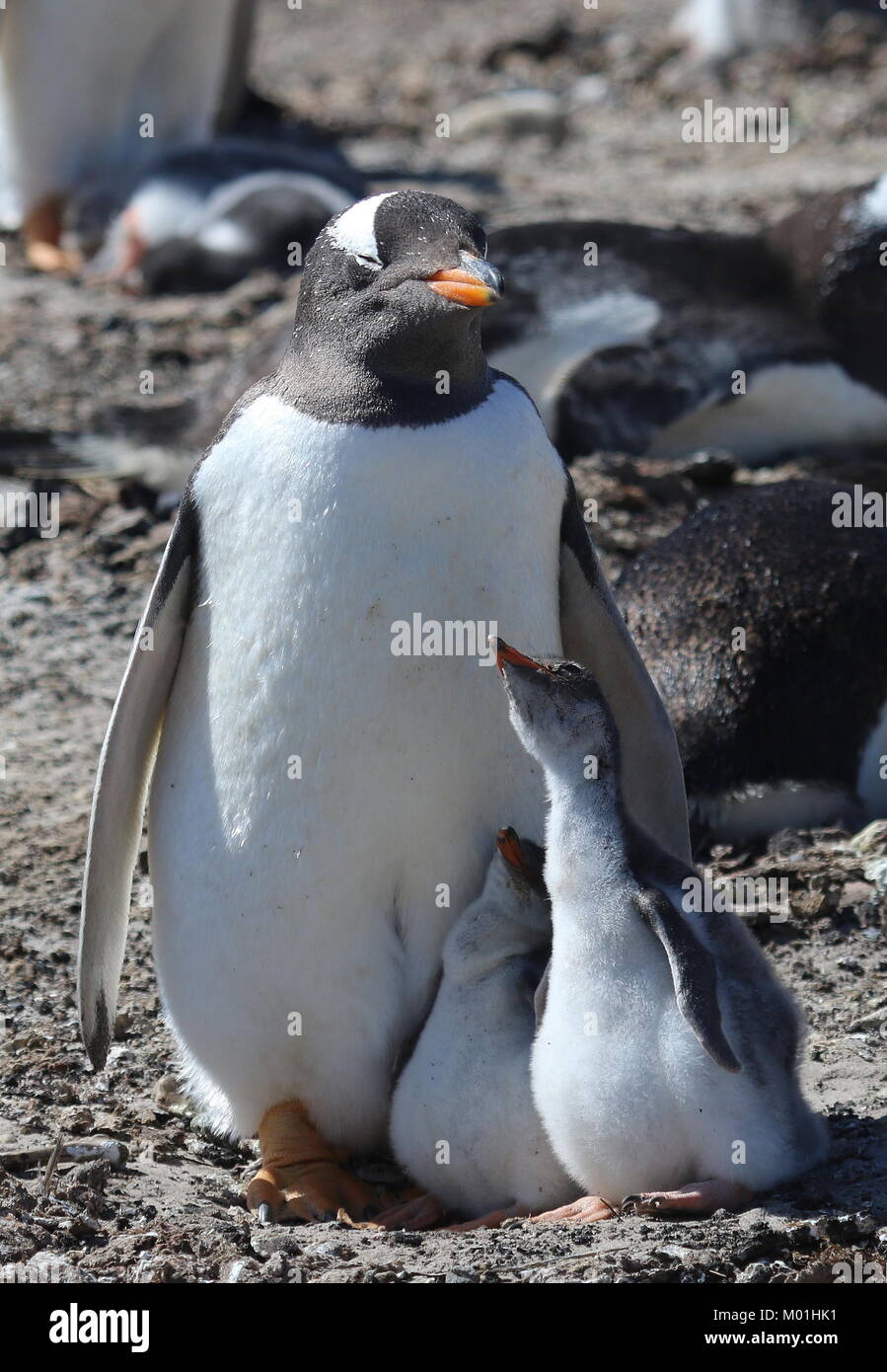 Falkland Island penguins Stock Photo - Alamy