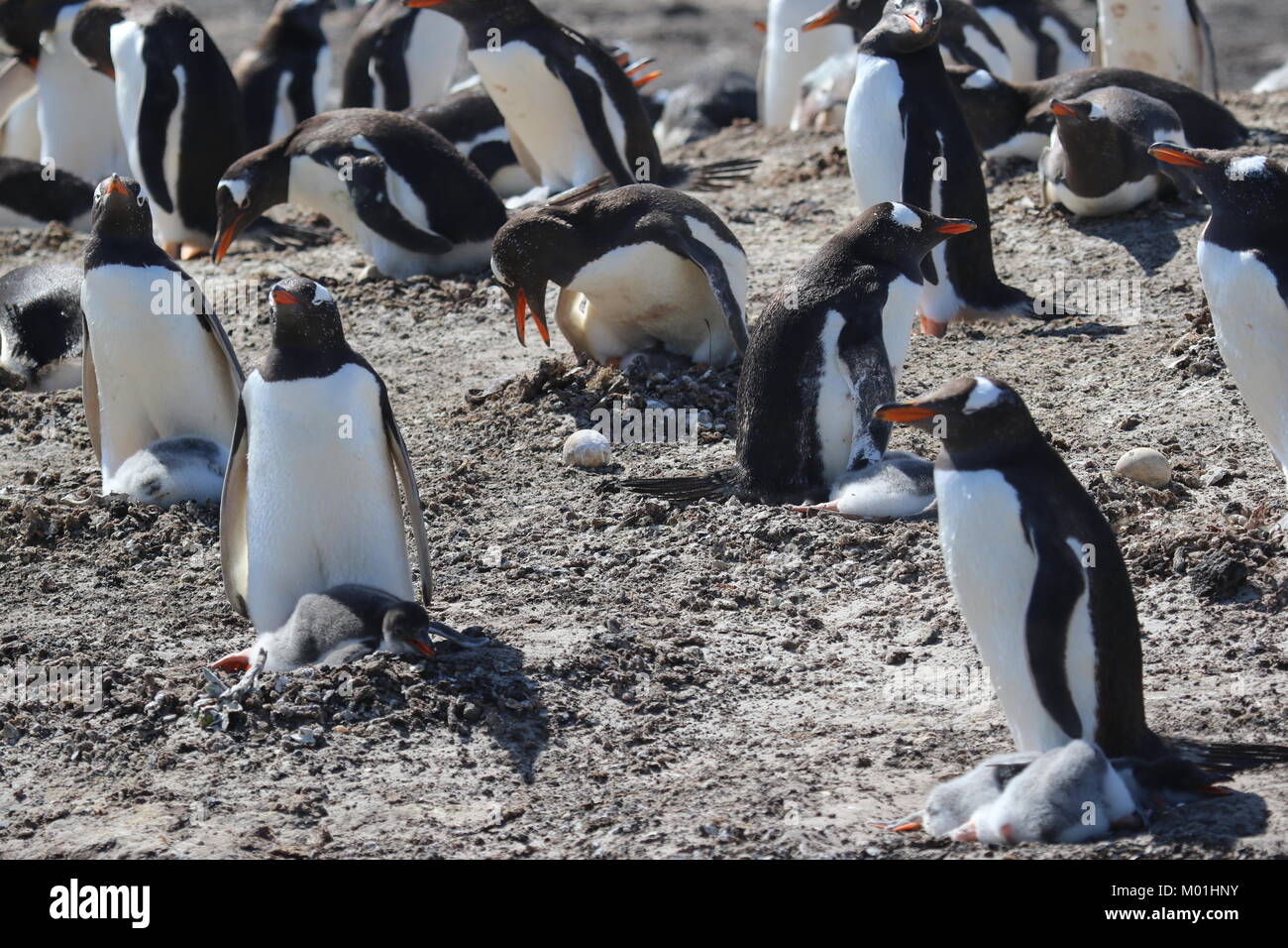 Falkland Island penguins Stock Photo - Alamy